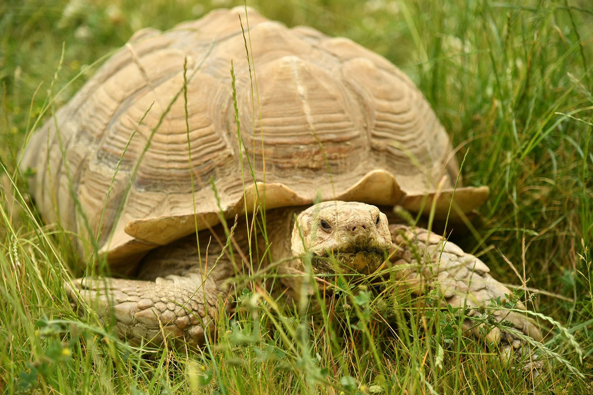 Animal Encounters - Merrist Wood College