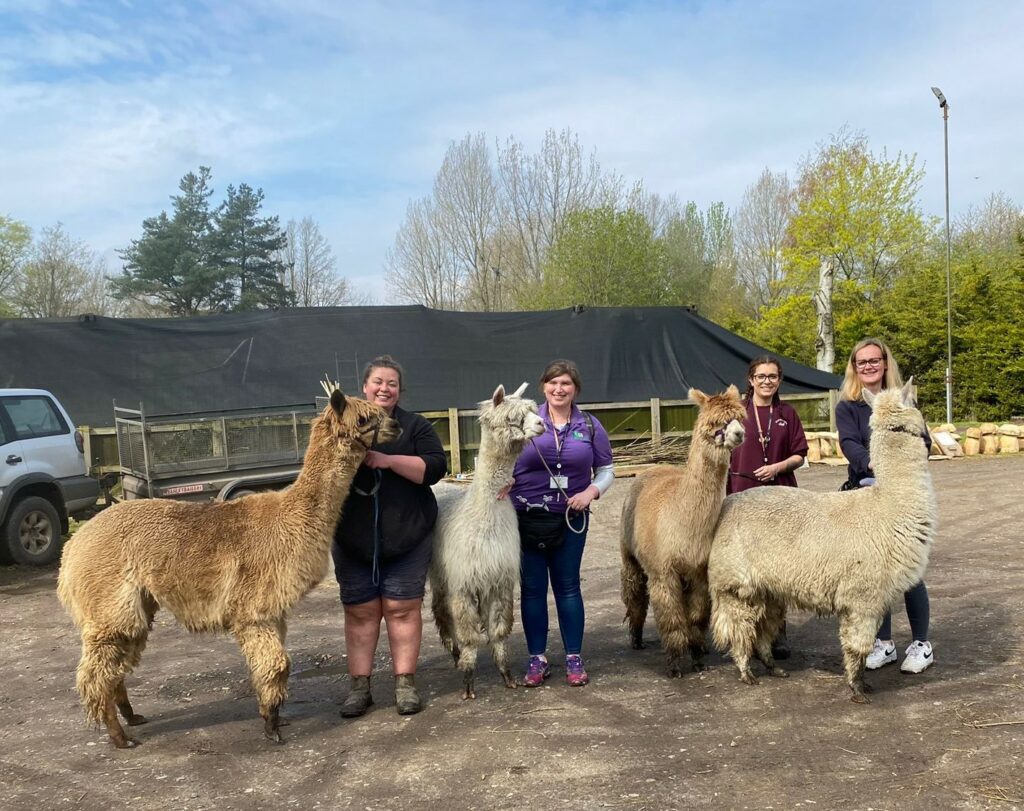 Merrist Wood College’s Fleecy Frolics Delights Visitors with Adorable ...
